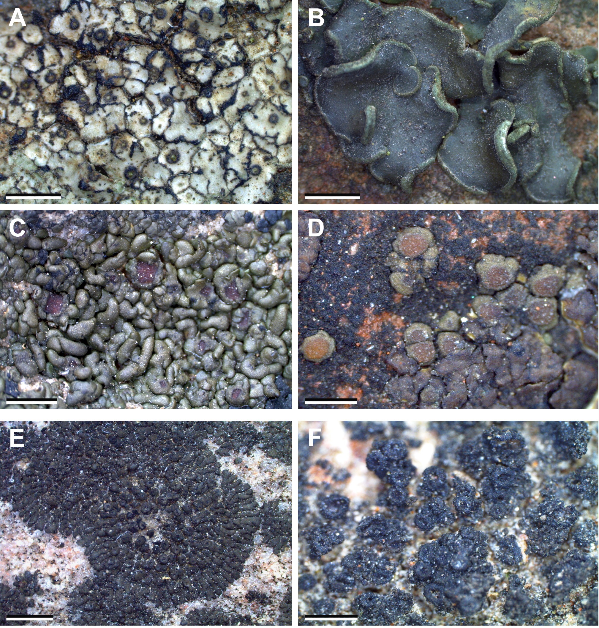 Diversity and distribution of lichens from the monuments of Gwalior ...