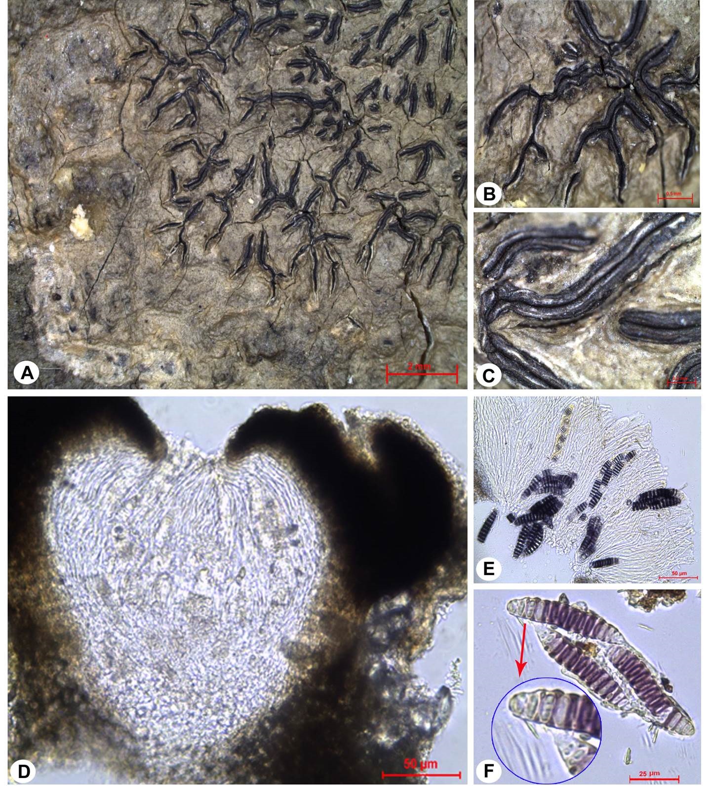 New species and new records of Graphis (Ostropales: Graphidaceae) from ...