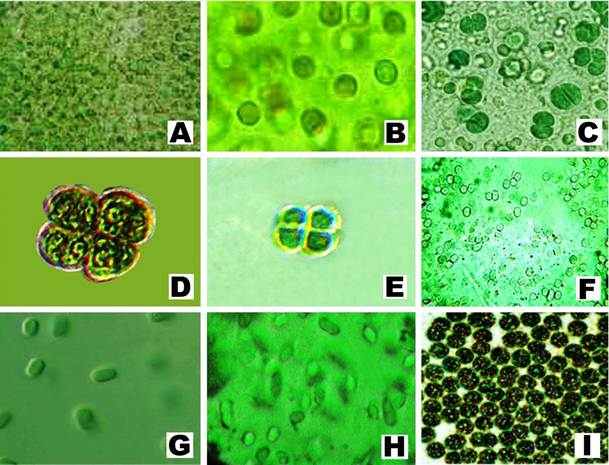 Chroococcales in river Ganga at Jajmau Ghat, Kanpur