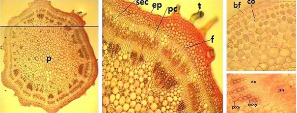 Vegetative and reproductive anatomy of Vigna radiata L.